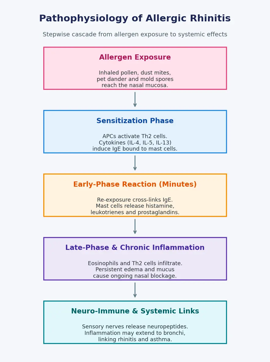 Pathophysiology of Allergic Rhinitis (Hay Fever)